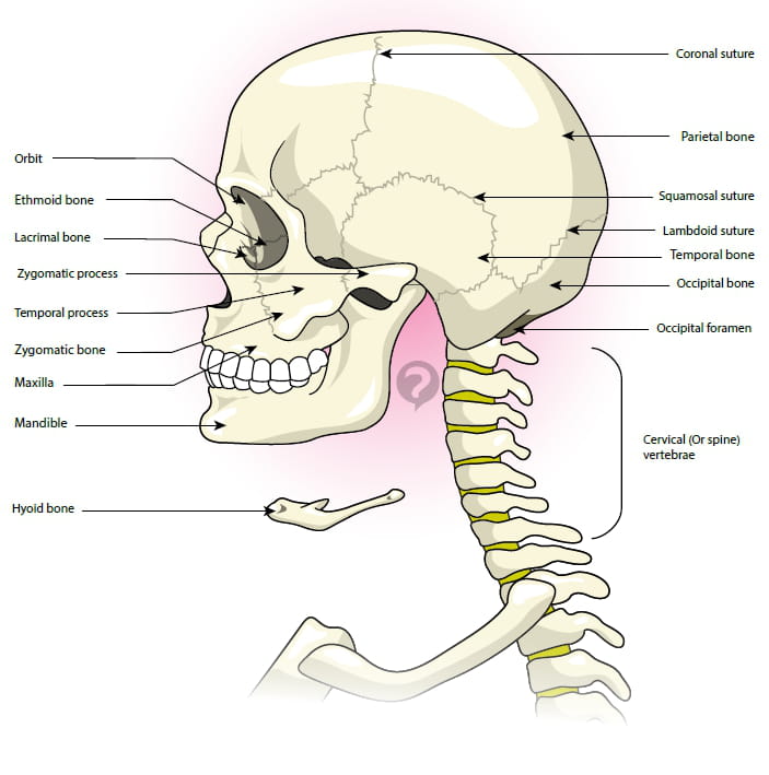 Human Skull Definition Human Skull Definition