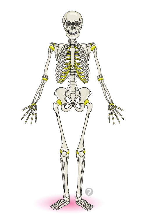 Human Skeleton Definition Human Skeleton Definition